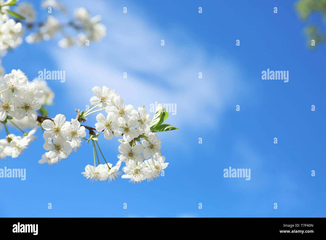 Beautiful blossoming tree branch against blue sky Stock Photo - Alamy