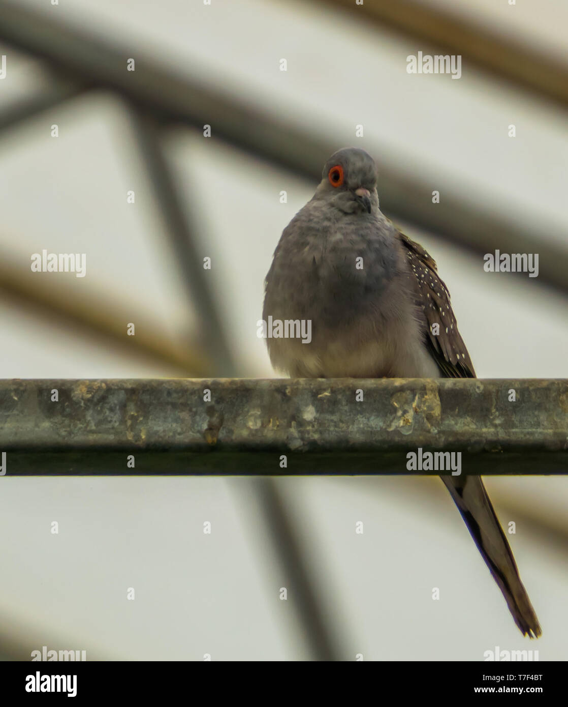 closeup of a diamond dove sitting in the aviary, small tropical bird ...