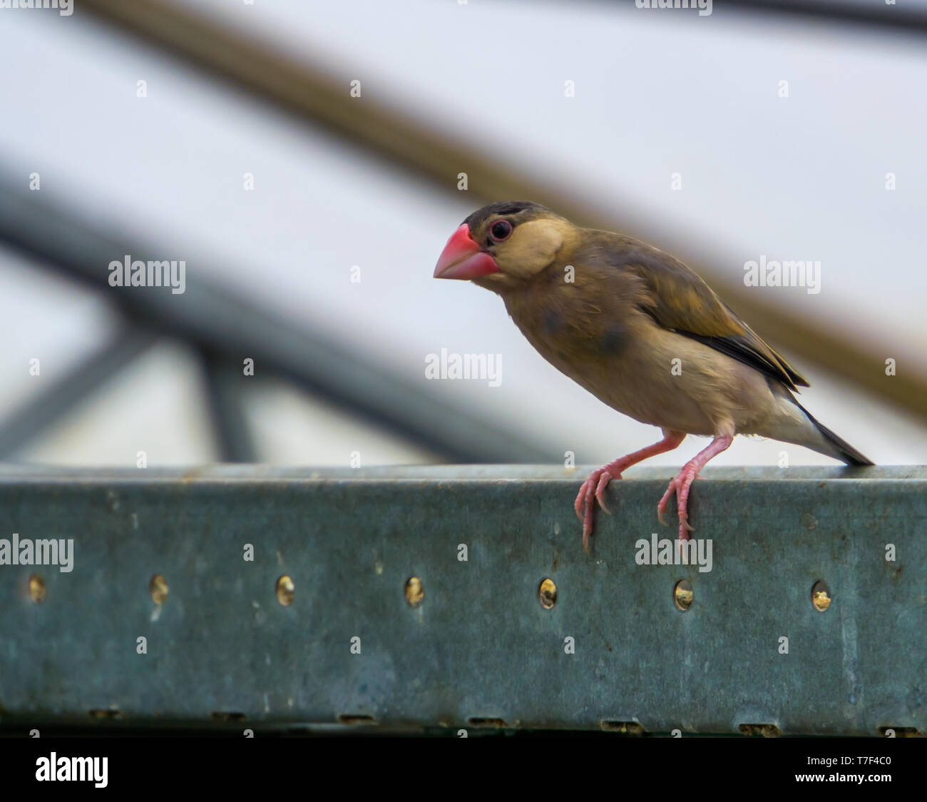 java rice sparrow sitting on a metal beam in the aviary, popular ...