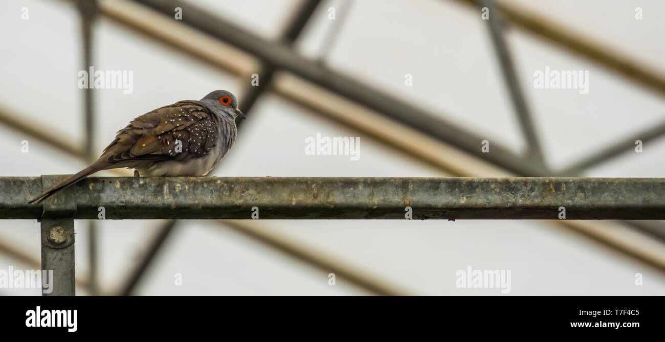 Pigeon with long tail hi-res stock photography and images - Alamy