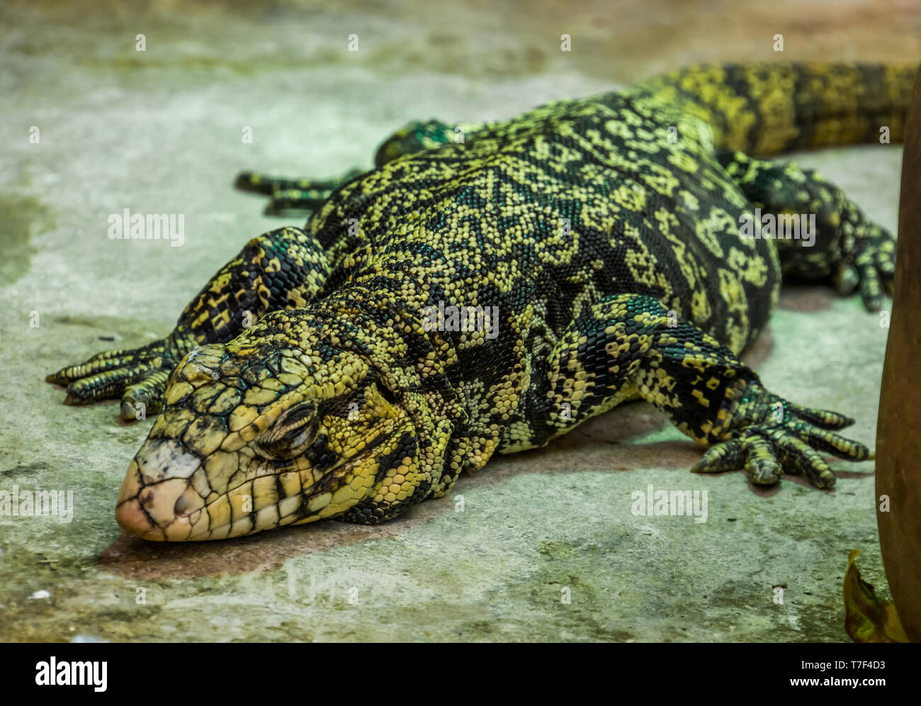 closeup of a argentine giant tegu sleeping on the ground, big lizard ...