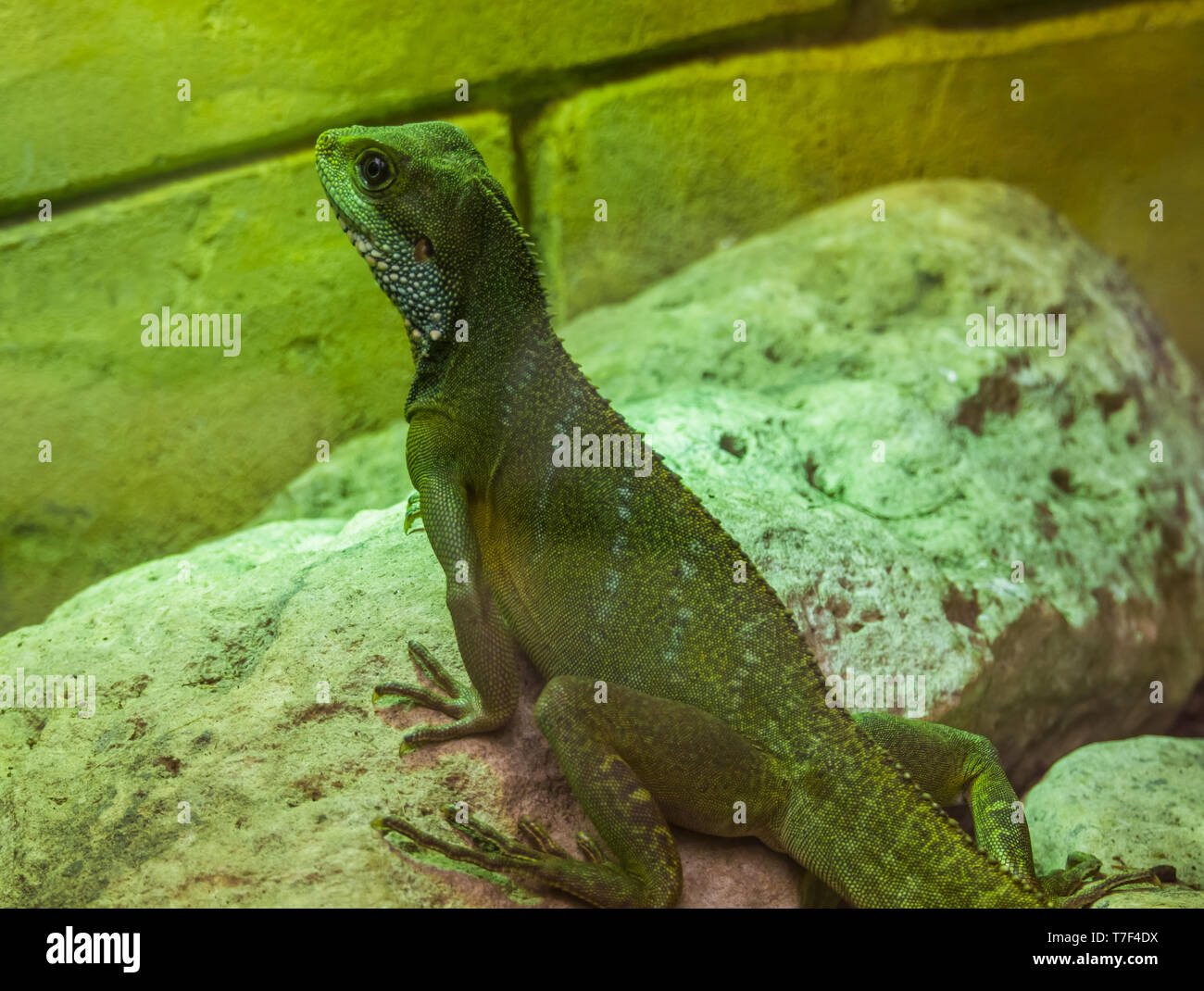 Chinese water dragon lizard sitting on a rock, tropical reptile from ...