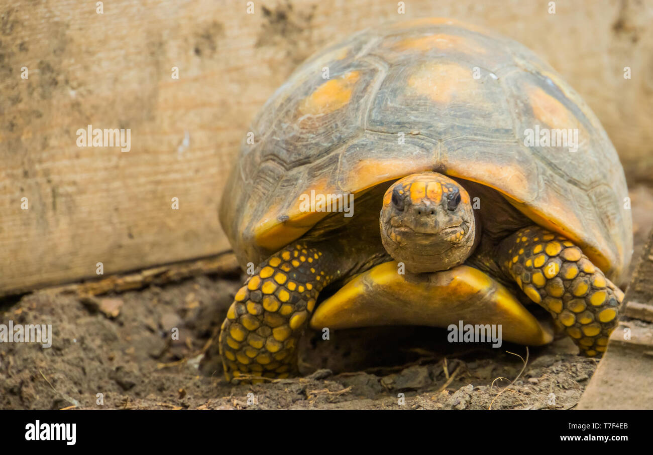 Brazilian tortoise hi-res stock photography and images - Alamy
