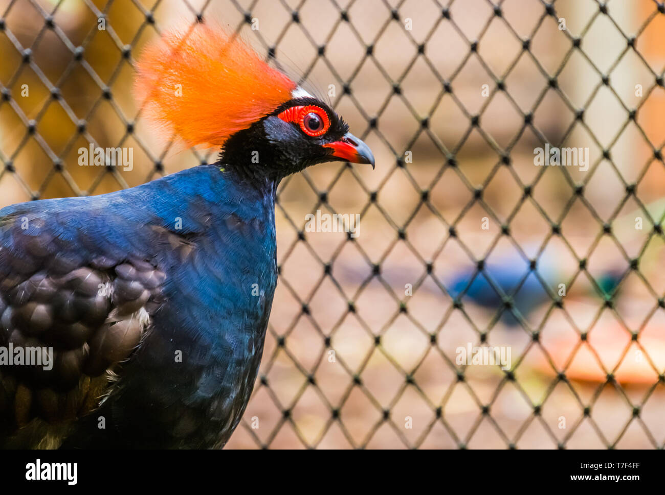male red crowned wood partridge with his face in closeup, funny ...