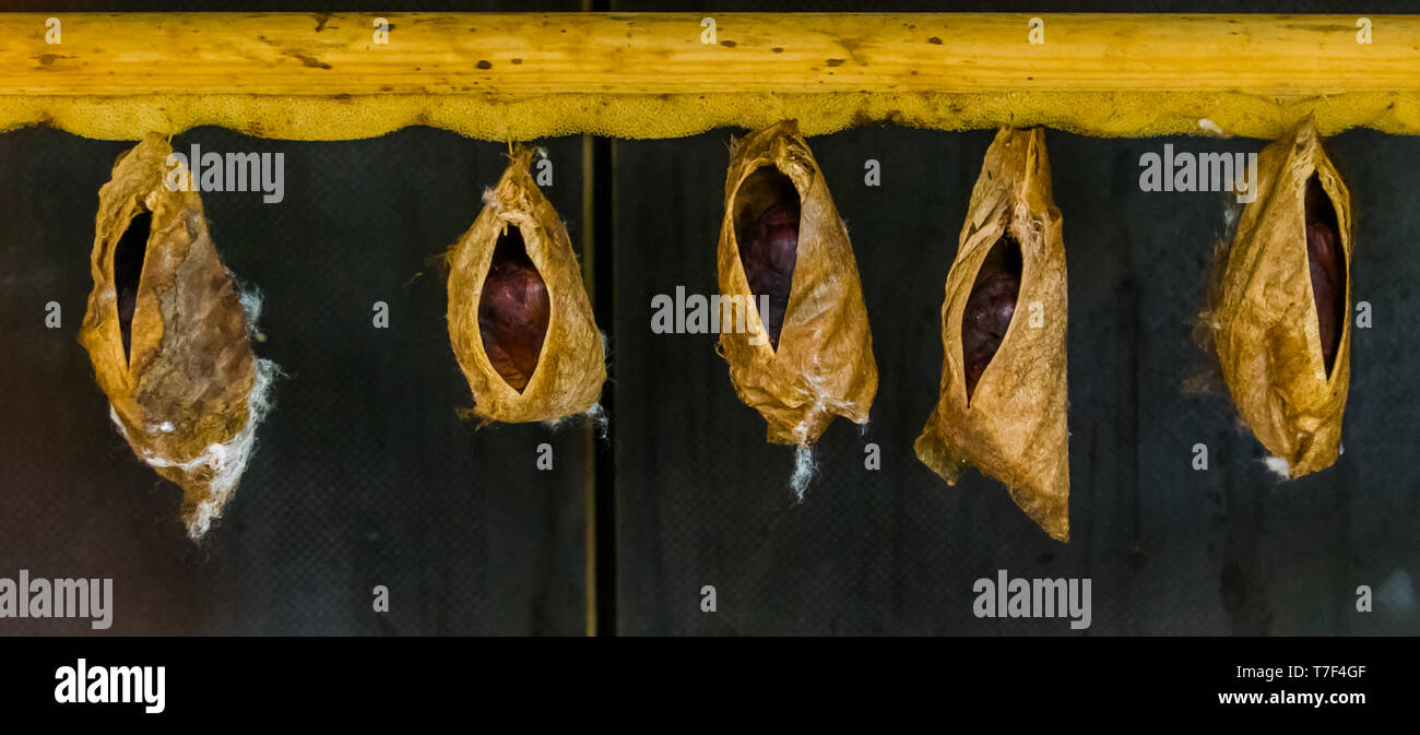 Monarch butterfly hatching cocoon hi-res stock photography and images ...