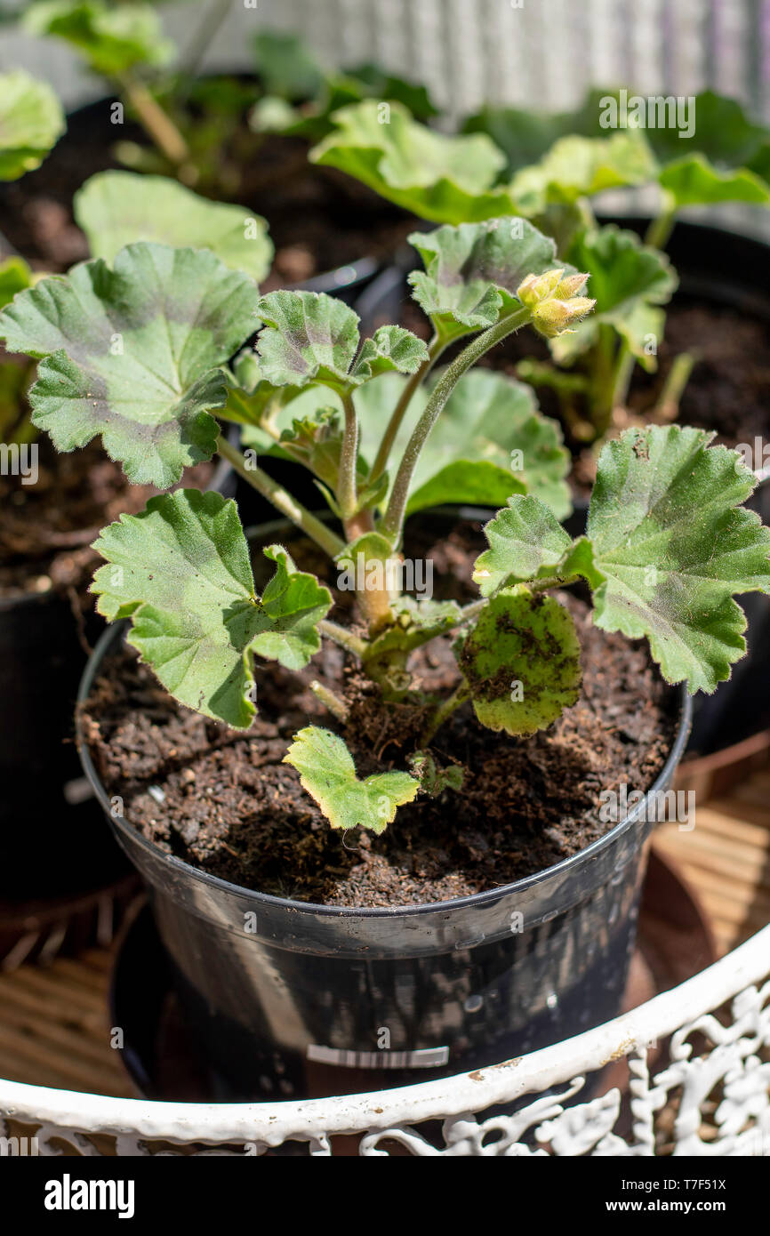 Balcon geranium hi-res stock photography and images - Alamy