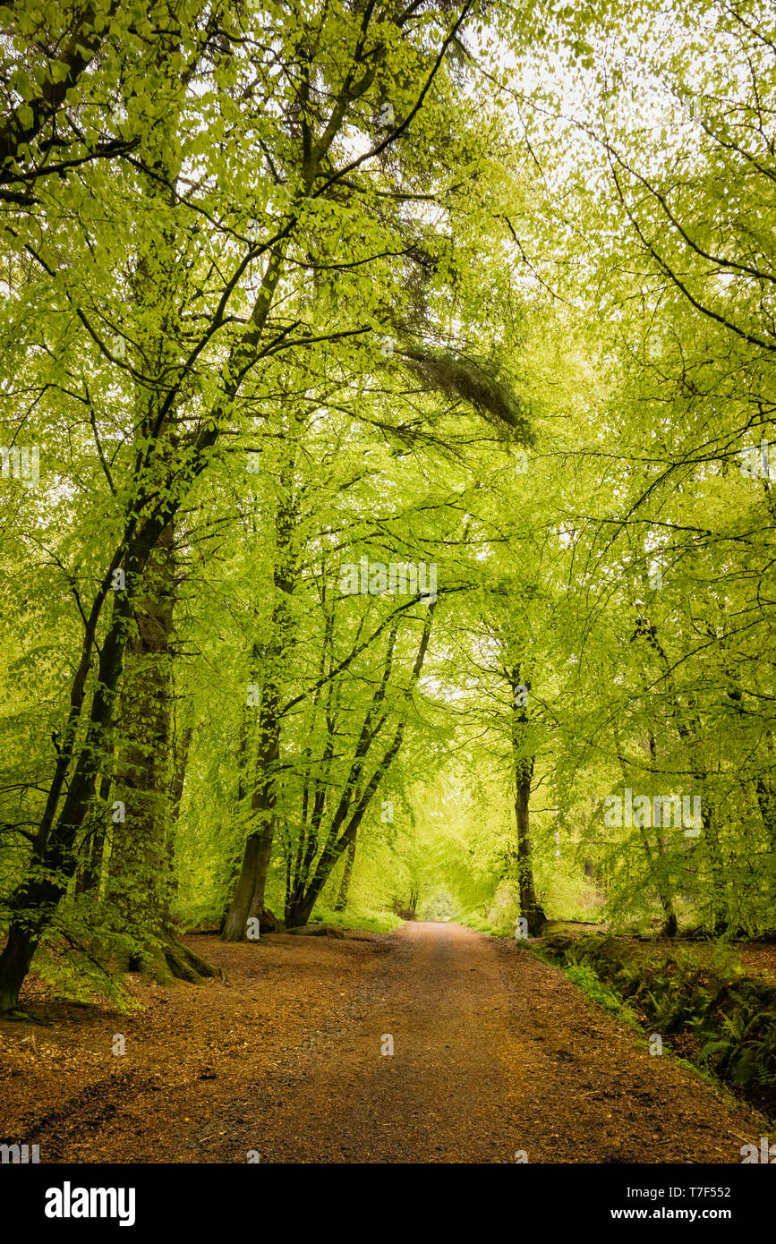 Woodburn Forest, Carrickfergus: a mixed conifer and broad leafed ...