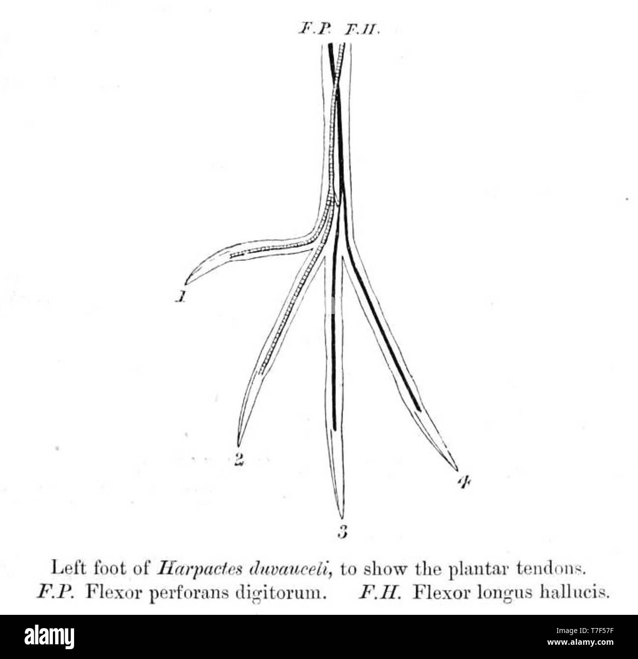 Flexor Tendons High Resolution Stock Photography and Images - Alamy
