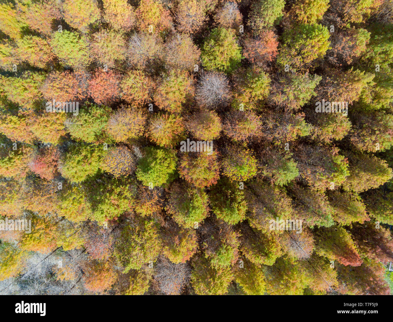 Aerial view of the Taxodium distichum in fall color with red, orange ...