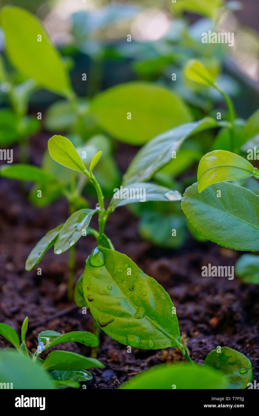 Lemon seedling sprouts in the pot close up portrait image Stock Photo ...
