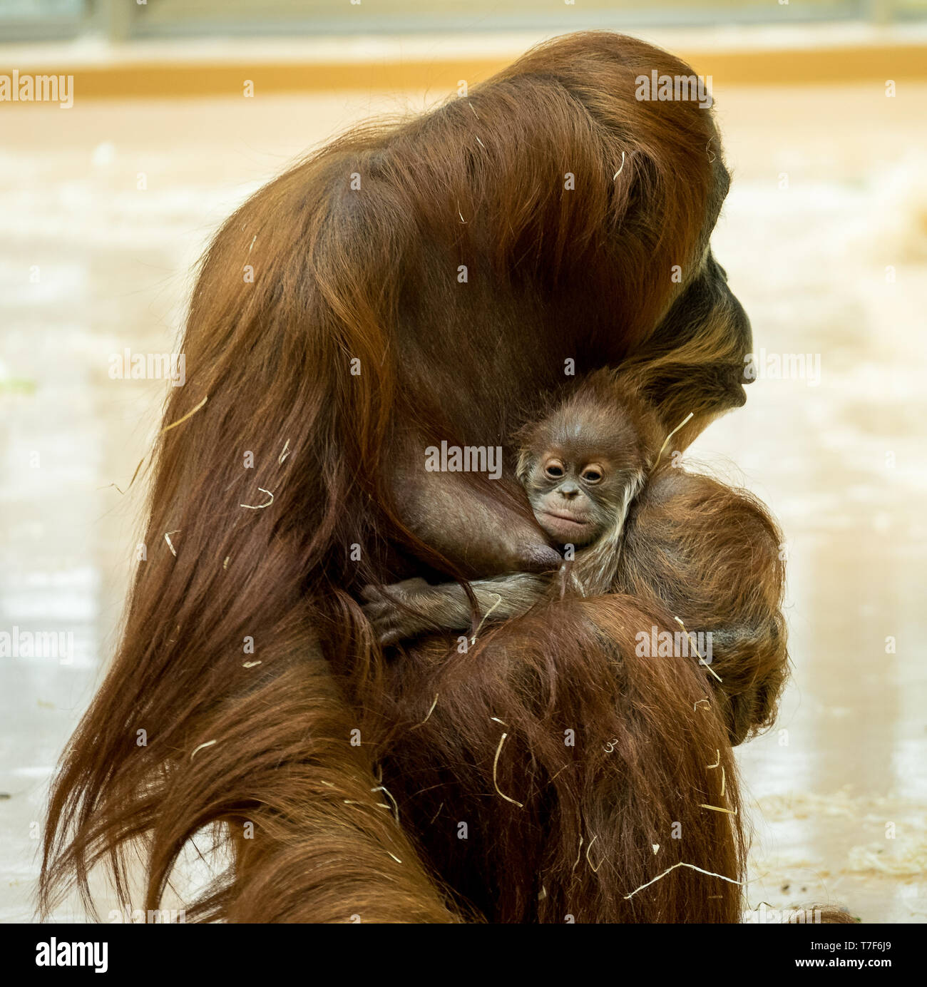 The Indian crested Porcupine, Hystrix indica or Indian porcupine, is a ...