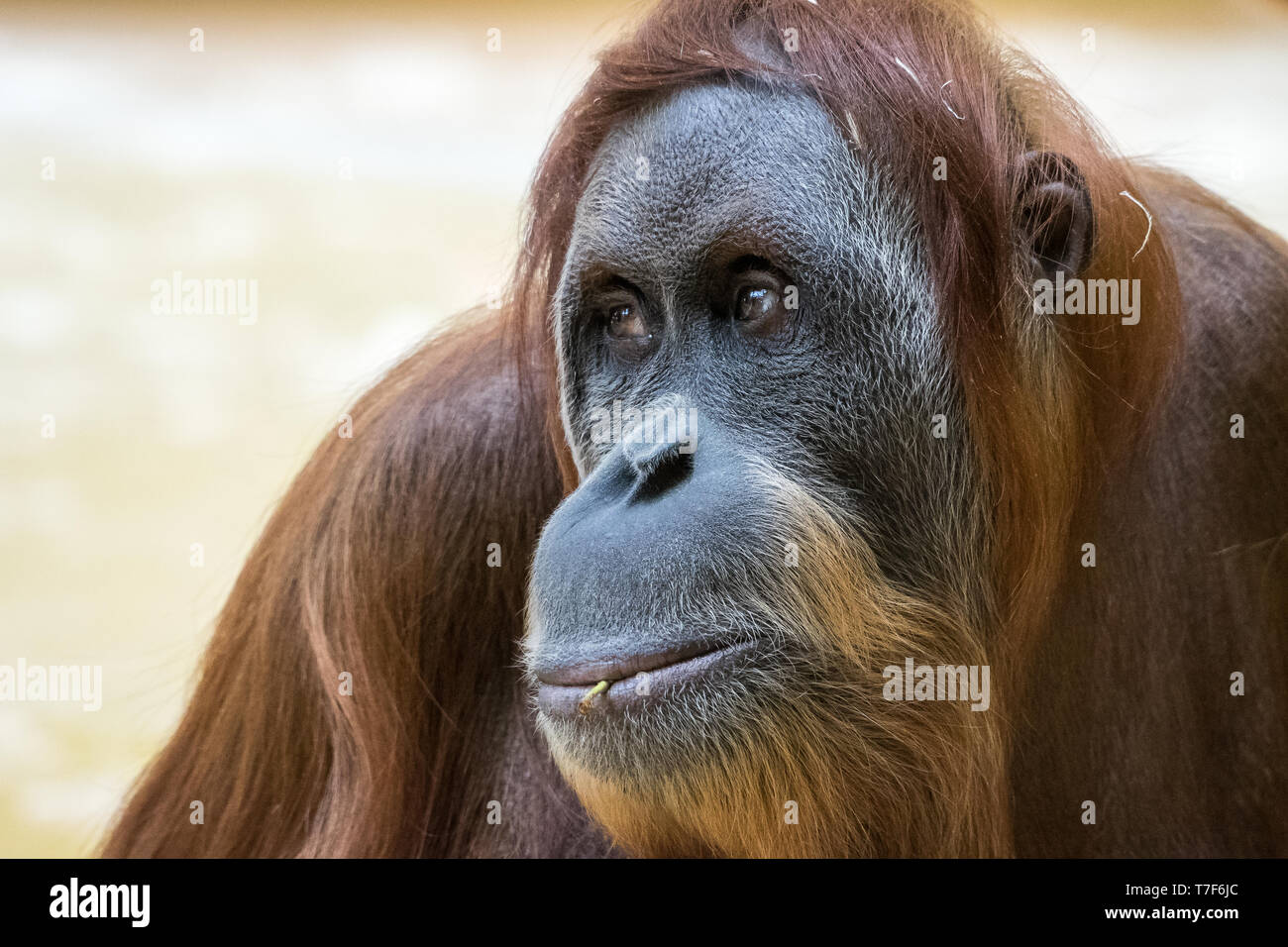 The Indian crested Porcupine, Hystrix indica or Indian porcupine, is a ...