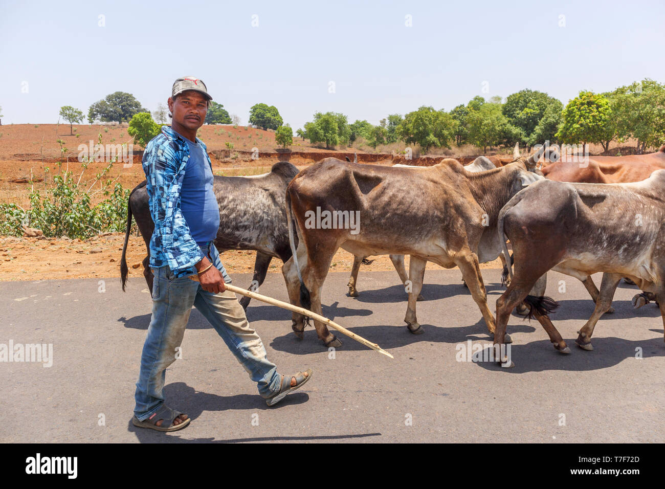 A local man carrying a stick herds cattle in the street near Shahpura ...