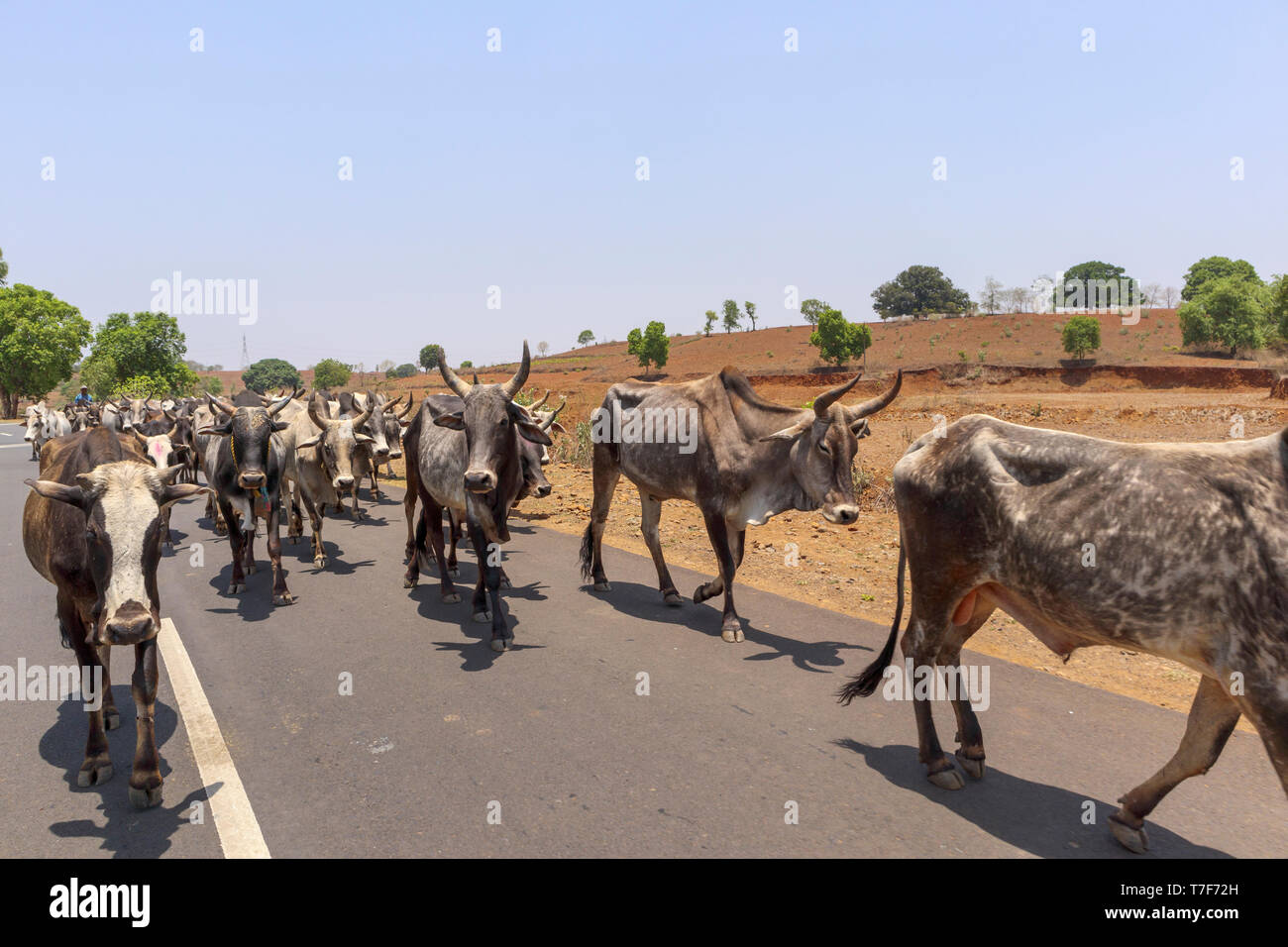 Herd of local Indian cattle in the road near Shahpura, a town in the ...