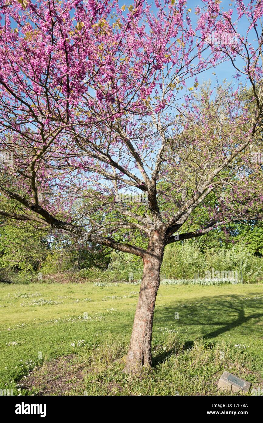 A flowering redbud tree - Cercis reniformis 'Oklahoma' - at Alton Baker ...