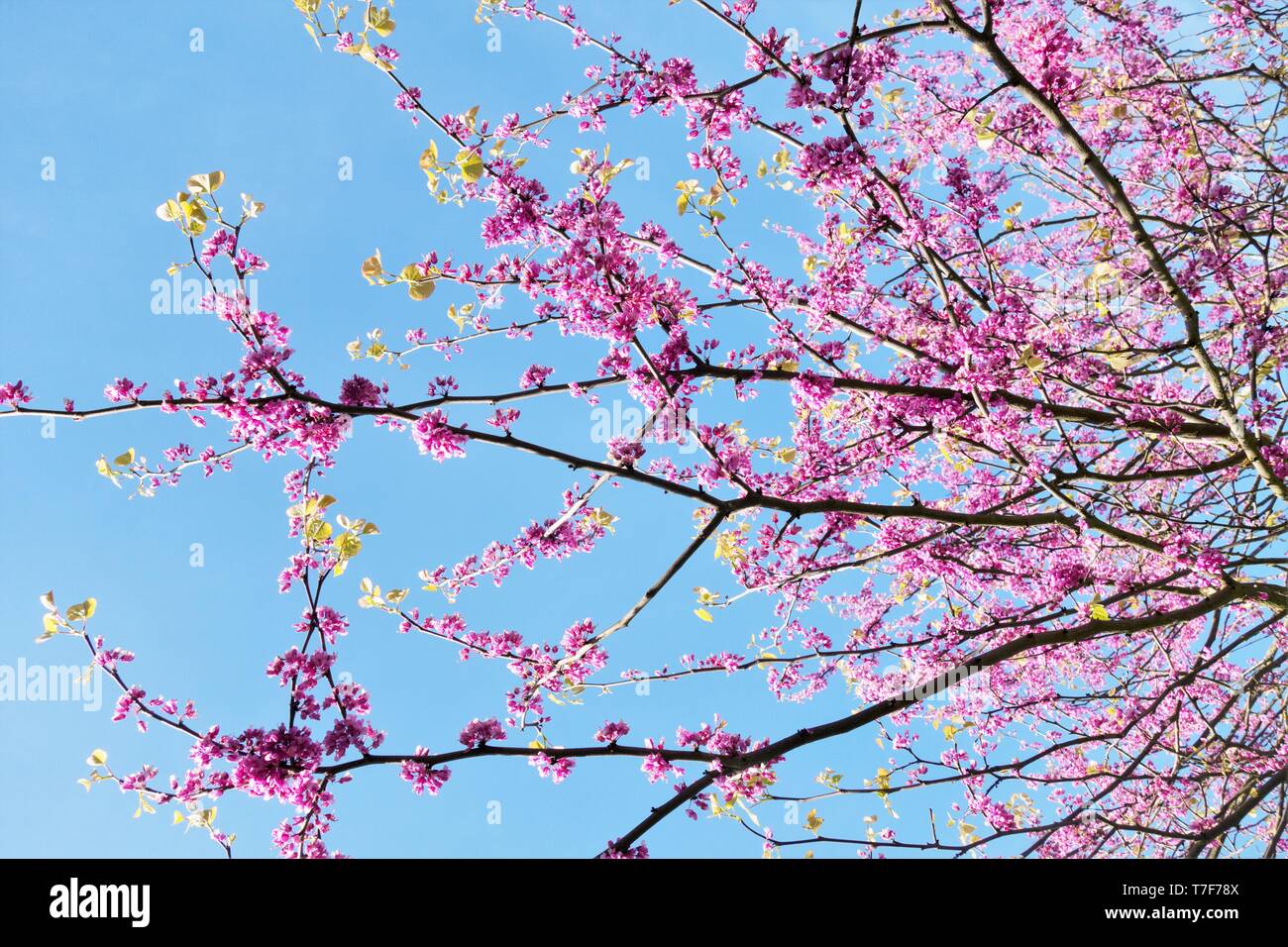A flowering redbud tree - Cercis reniformis 'Oklahoma' - at Alton Baker ...