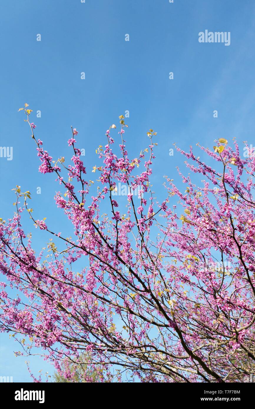 A flowering redbud tree - Cercis reniformis 'Oklahoma' - at Alton Baker ...