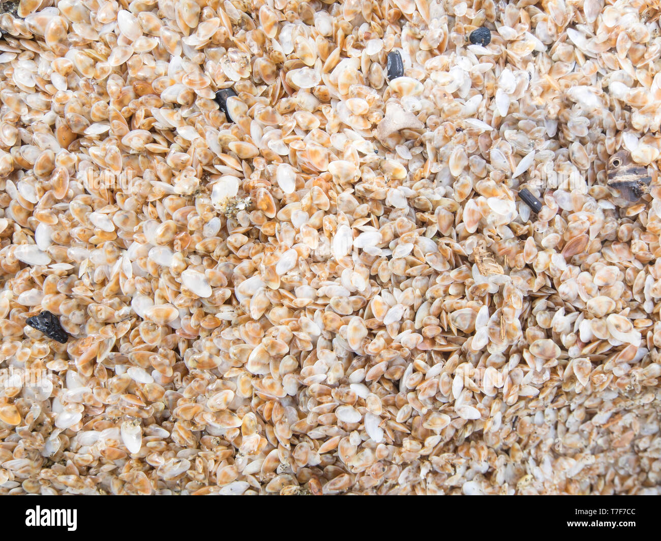 natural background lots of small shells (abrupt wedge shell - wedge ...