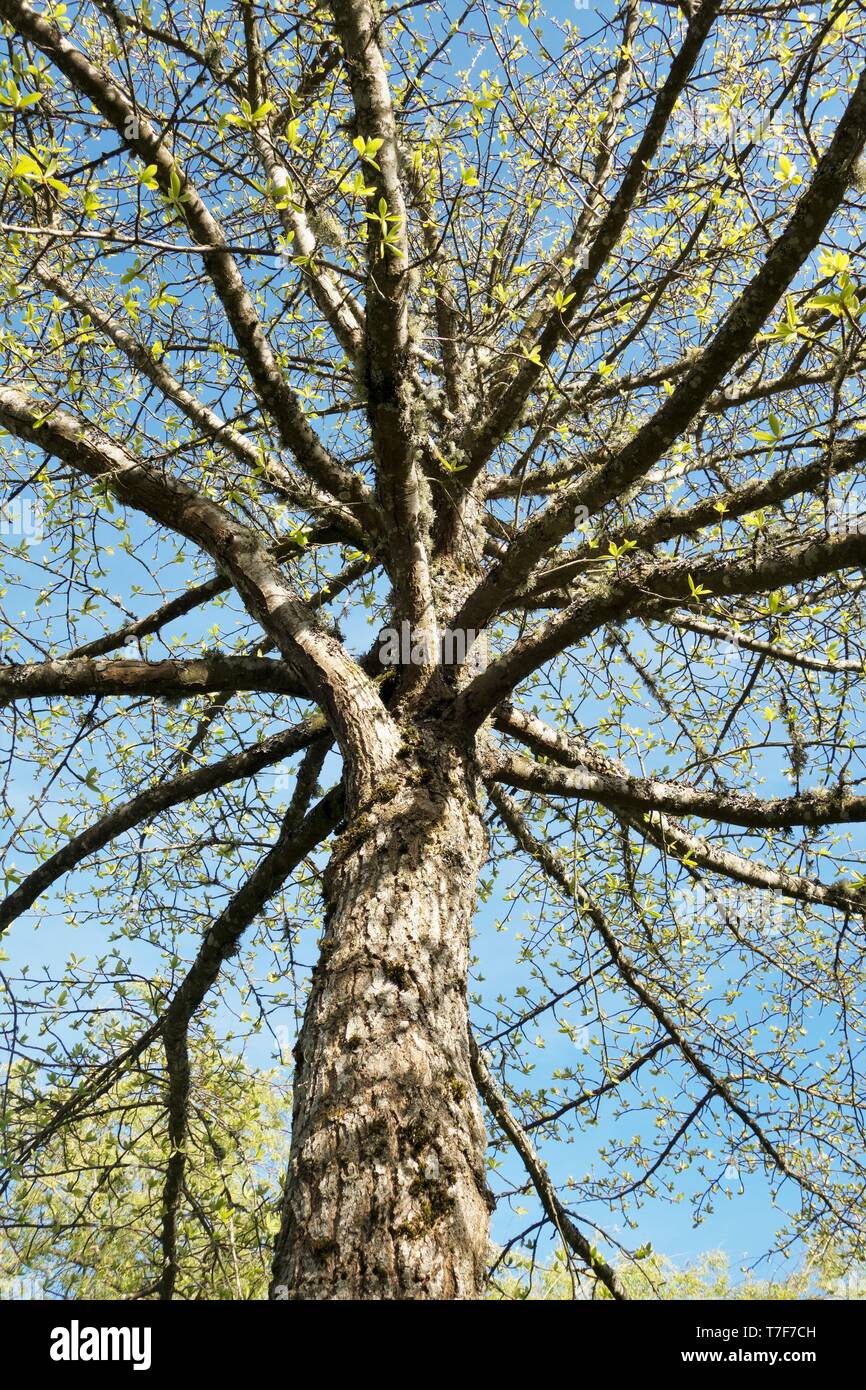 A Black Tupelo tree - Nyssa sylvatica - at Alton Baker Park in Eugene ...