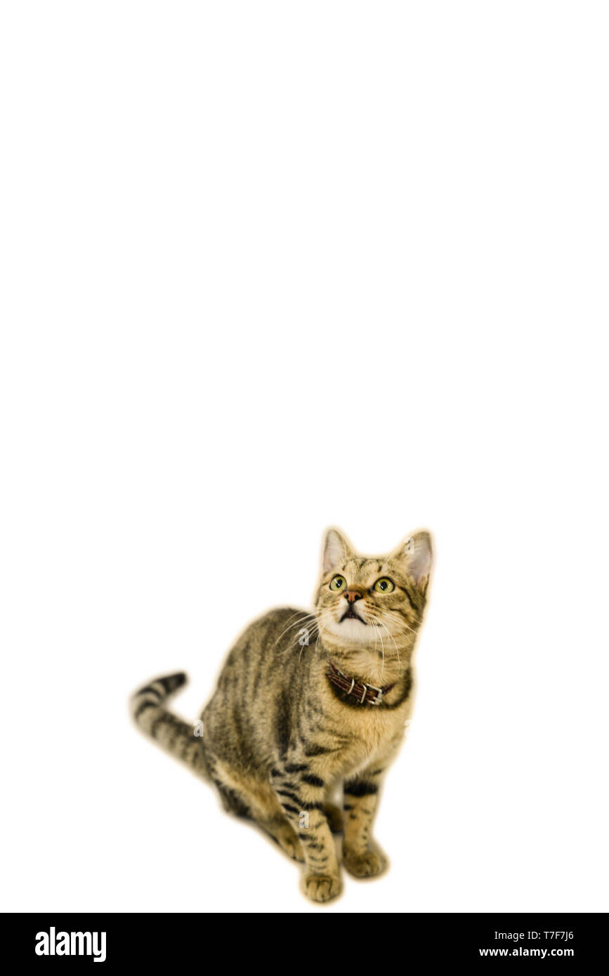 Cute cat looking up above on white isolated background. Can be used as ...