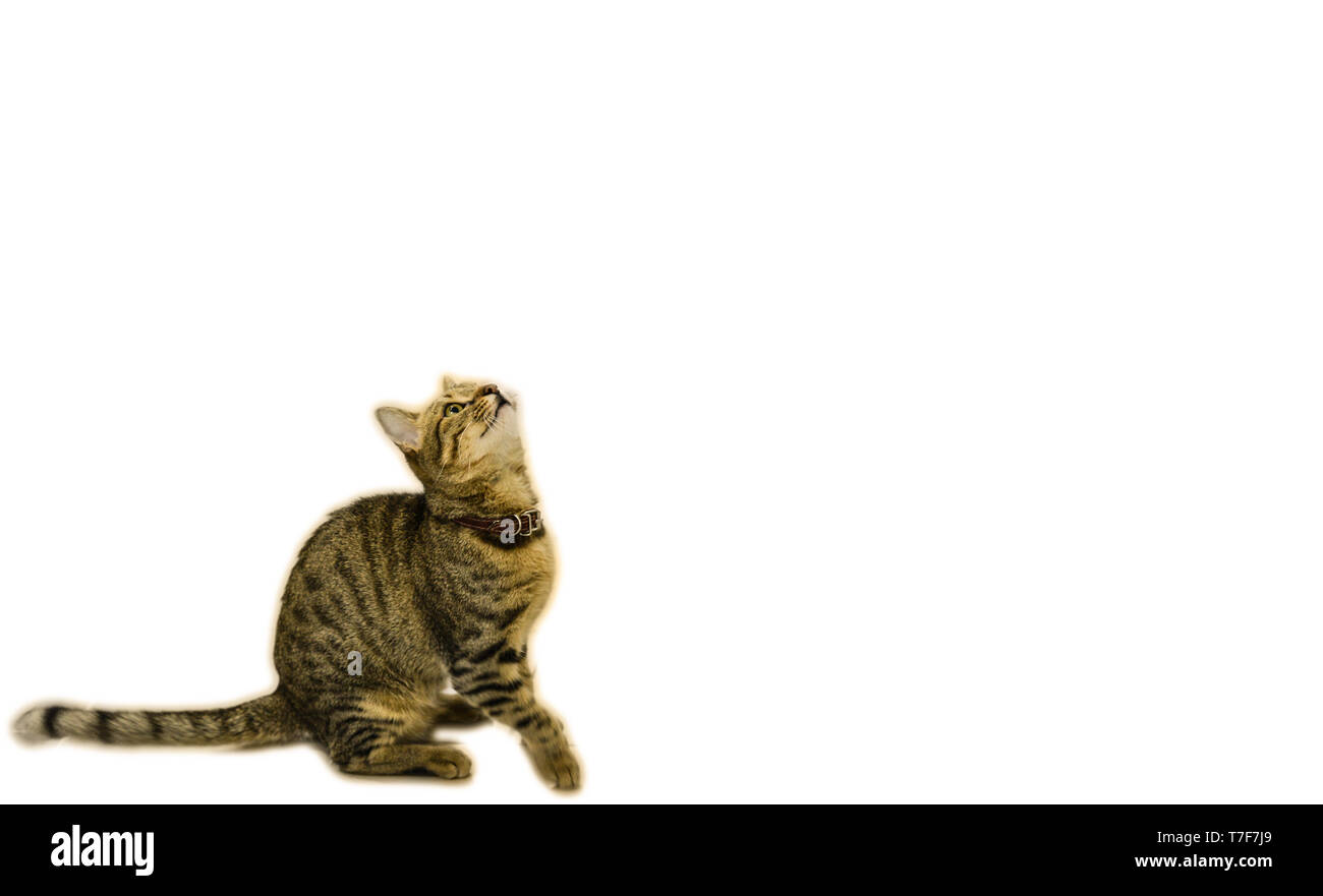 Cute cat looking up above on white isolated background. Can be used as ...