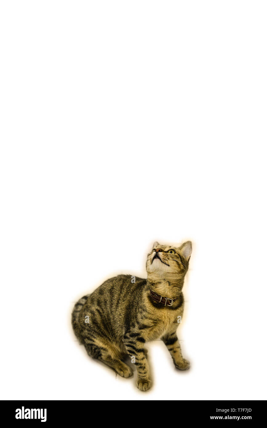 Cute cat looking up above on white isolated background. Can be used as ...