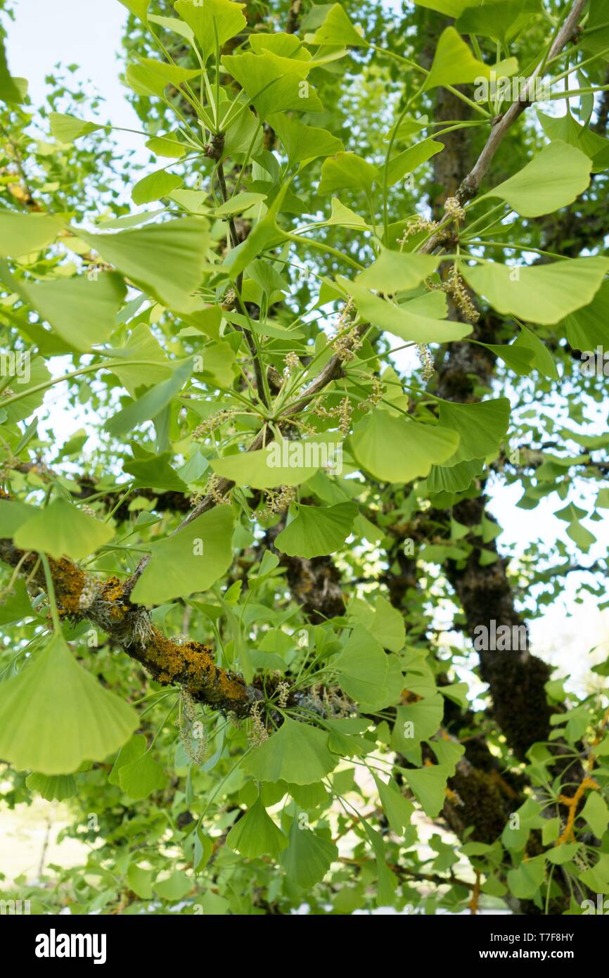 Gingko biloba autumn hi-res stock photography and images - Alamy