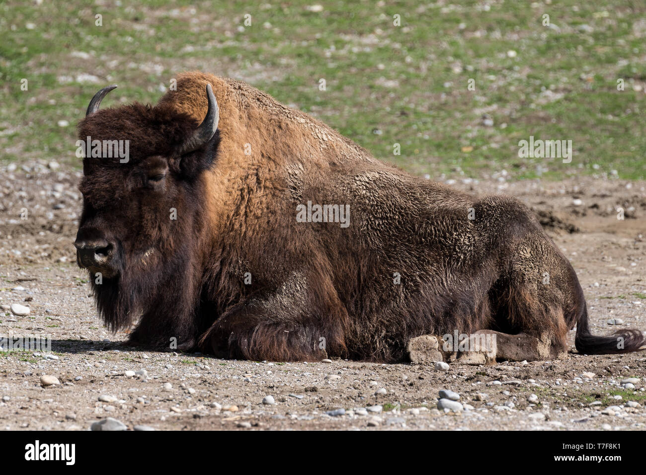 North American Bison