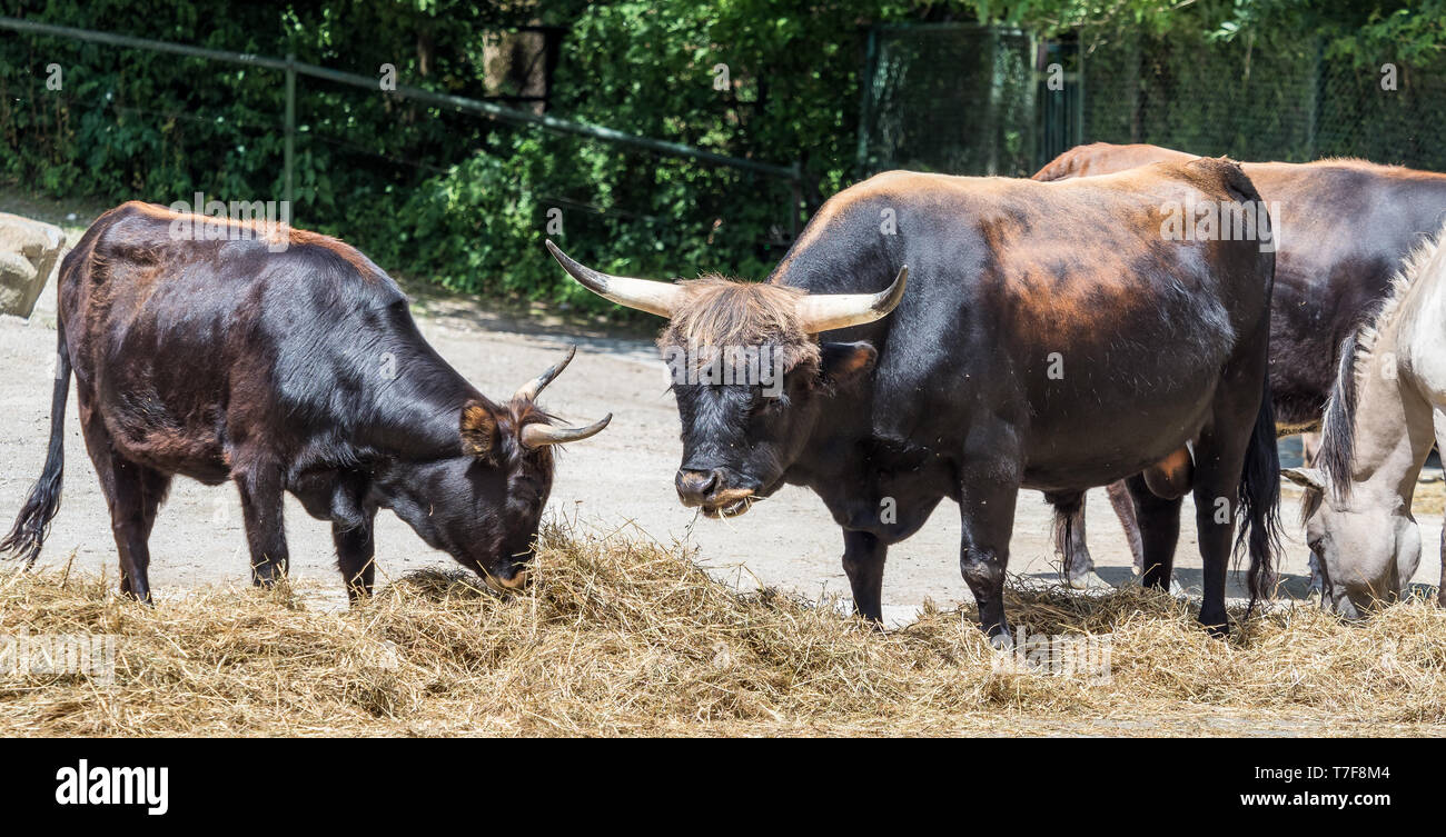 Heck cattle, Bos primigenius taurus, claimed to resemble the extinct ...