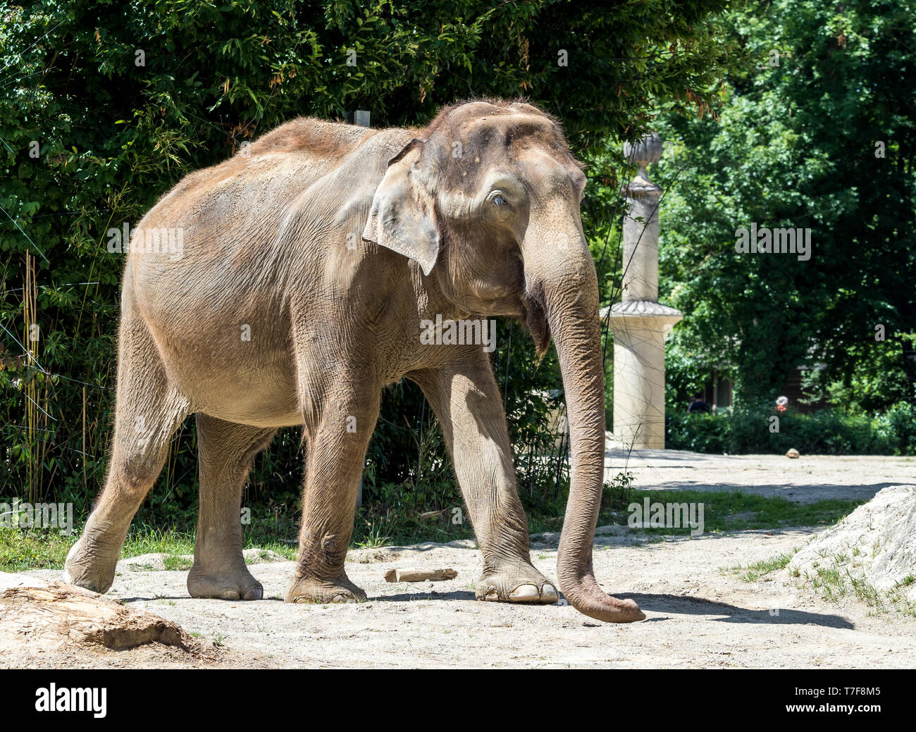 The Asian elephant, Elephas maximus also called Asiatic elephant, is ...