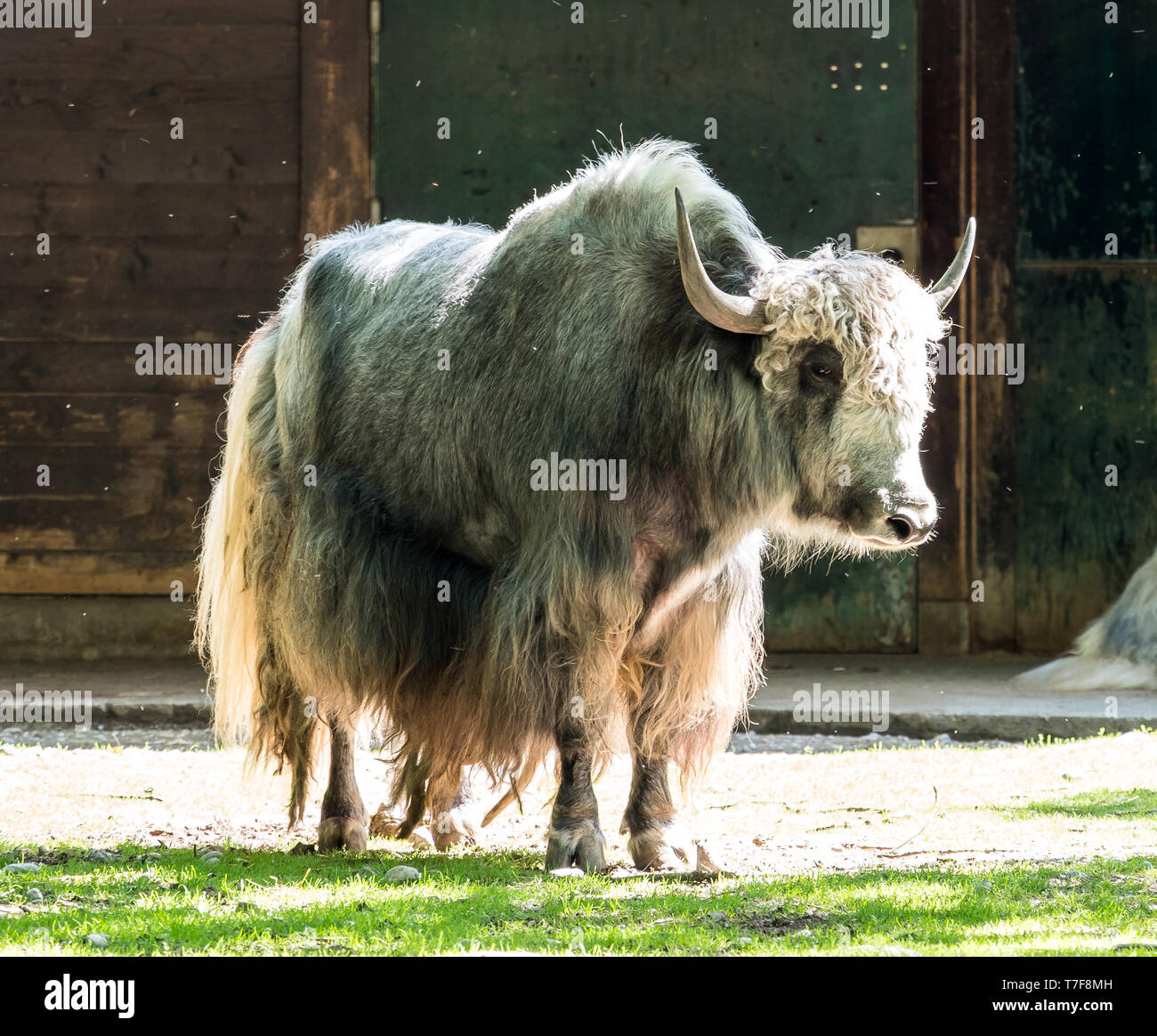 The domestic yak, Bos grunniens is a long-haired domesticated bovid ...