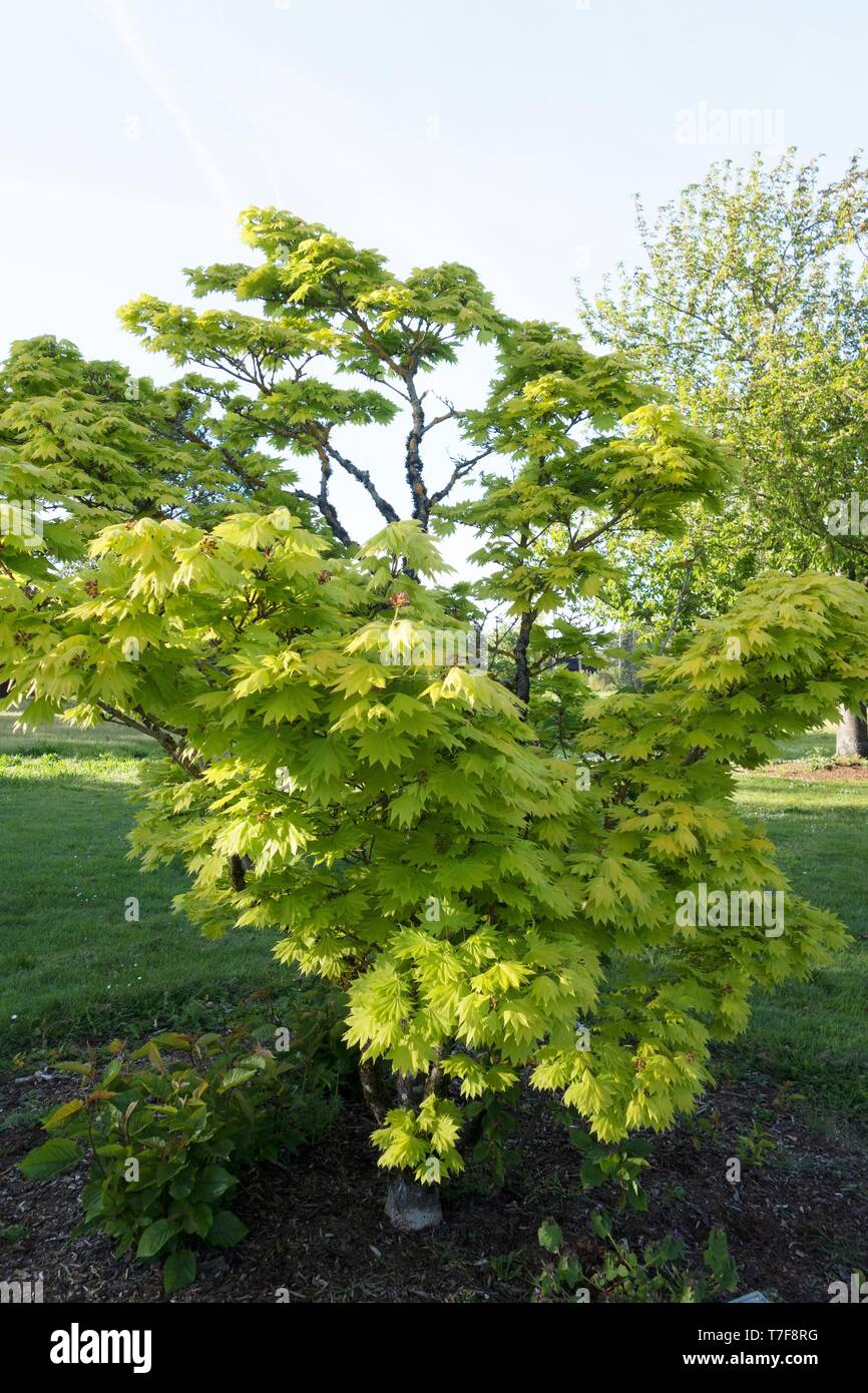 A Golden Full Moon Maple tree - Acer shirasawanum 'Aureum' - at Alton ...
