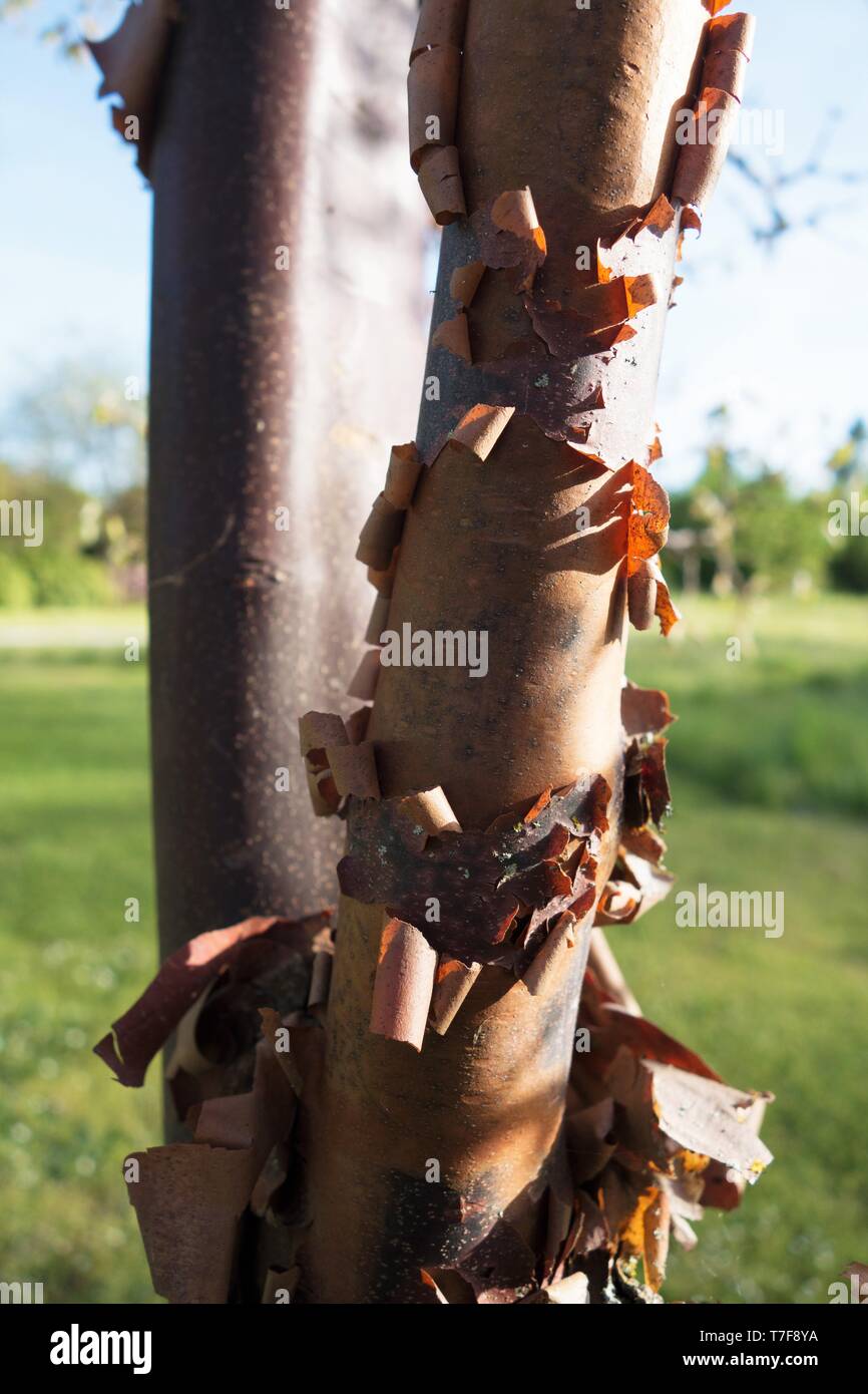 A Paperbark Maple tree - Acer griseum - at Alton Baker Park in Eugene ...