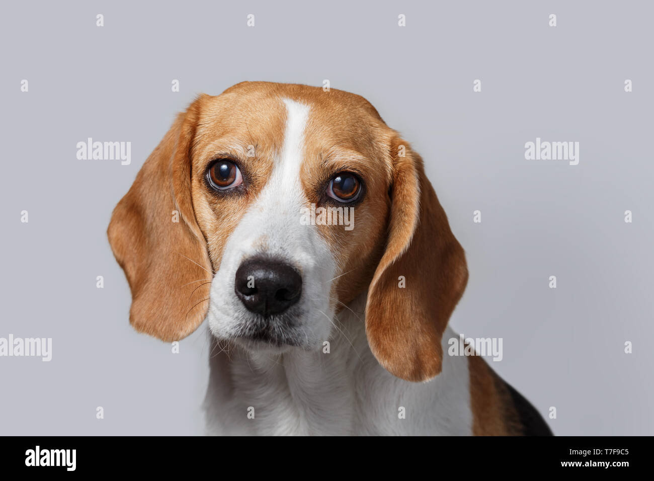 Closeup of beagle head against white background Stock Photo - Alamy