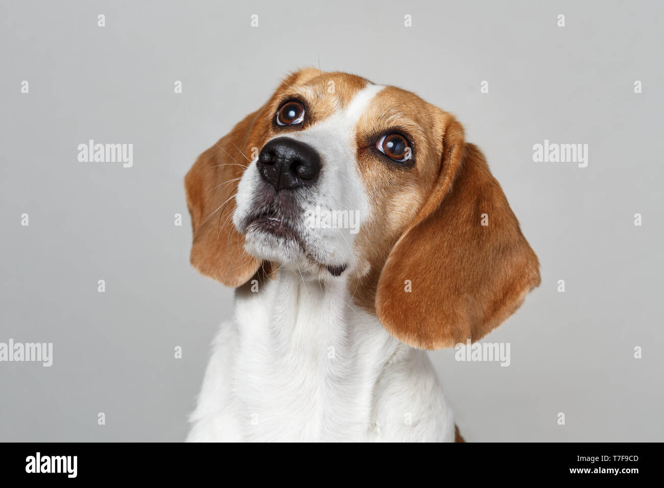 Beagle nose hi-res stock photography and images - Alamy