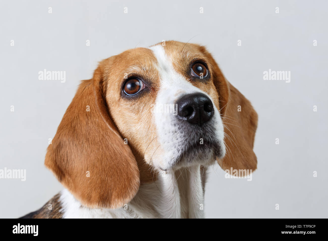 Closeup of beagle head against white background Stock Photo - Alamy
