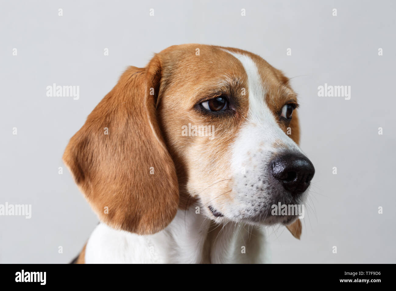 Closeup of beagle head against white background Stock Photo - Alamy