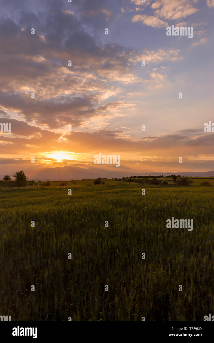 Sunset on the lawn field vertical image Stock Photo - Alamy