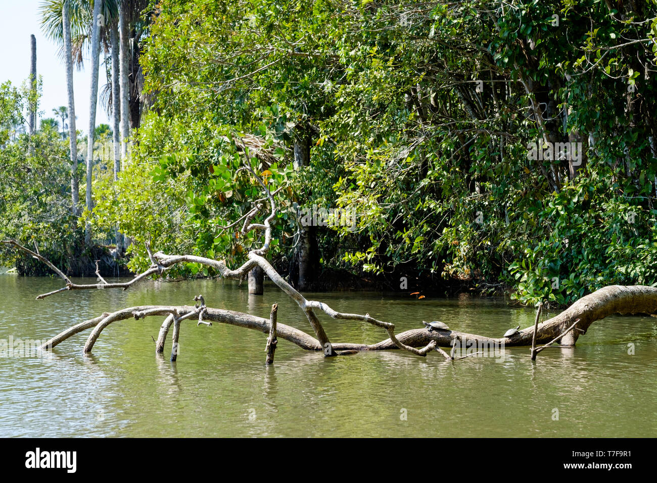 Water turtles on trunk over Lake Sandoval in Peruvian Amazon Basin ...