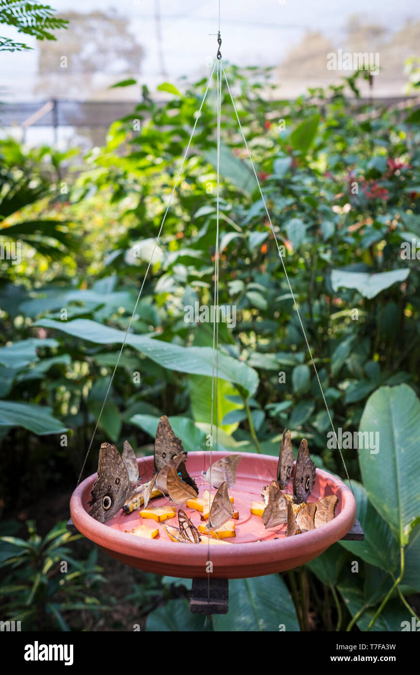 Mariposario (or Butterfly Farm) Tambopata in Puerto Maldonado, Amazon ...