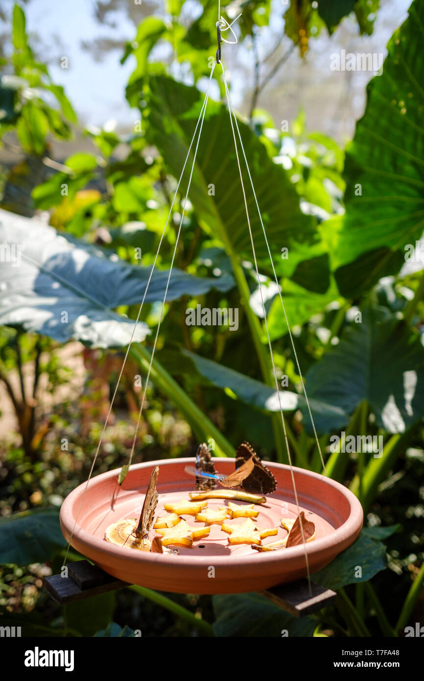 Mariposario (or Butterfly Farm) Tambopata in Puerto Maldonado, Amazon ...