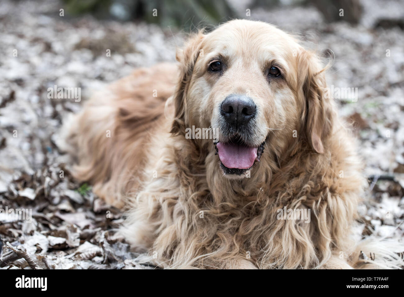 old golden retriever dog Stock Photo - Alamy