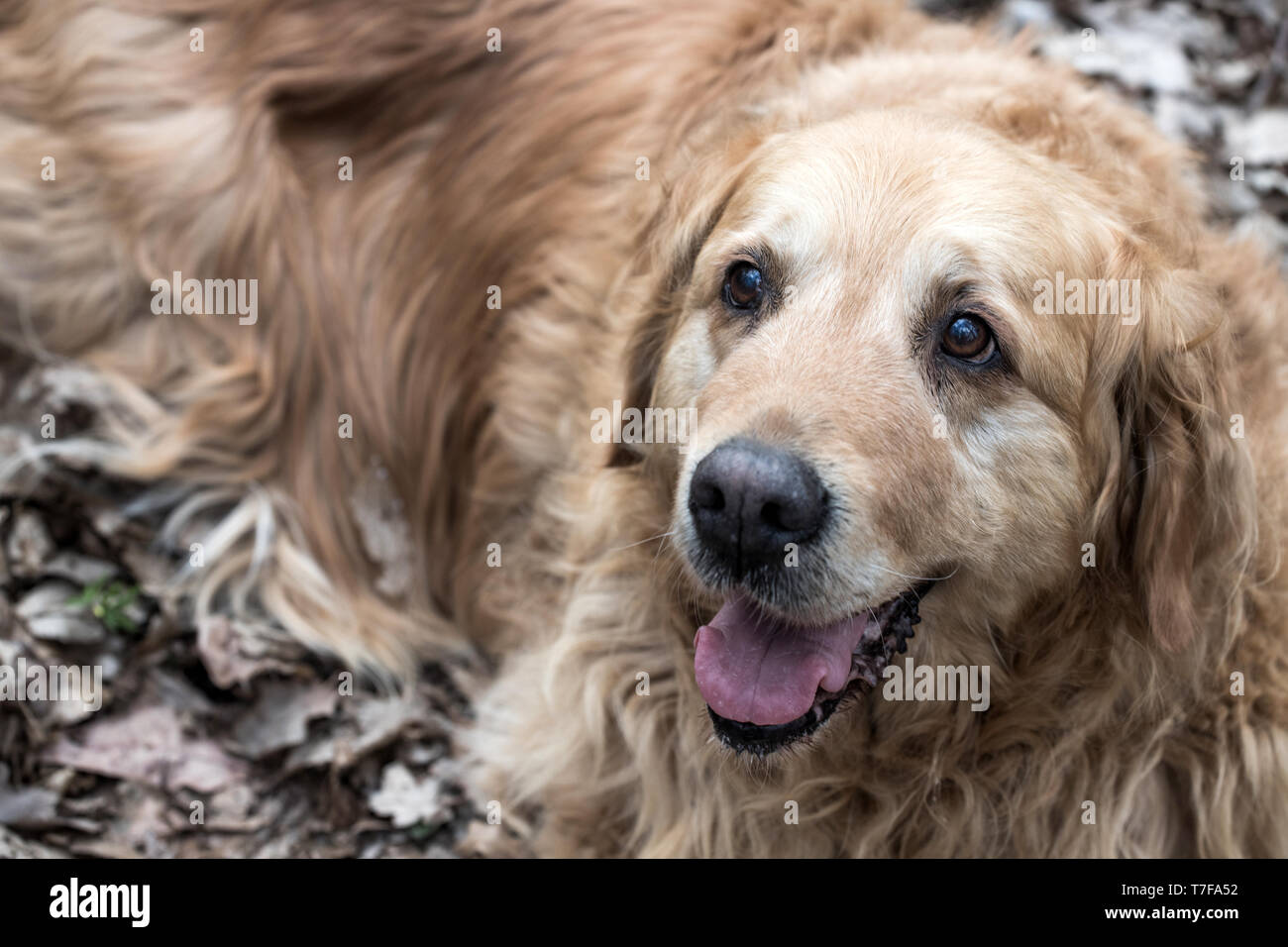 old golden retriever dog Stock Photo - Alamy