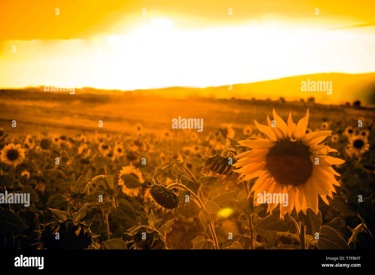 Close up sunflower sunset hi-res stock photography and images - Alamy