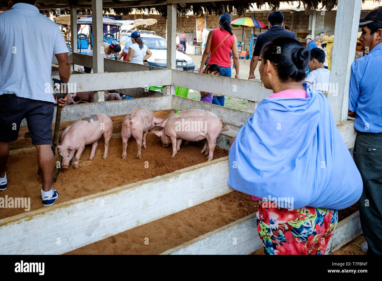 Agroindustrial Festival or livestock trade show with cattle auctions ...