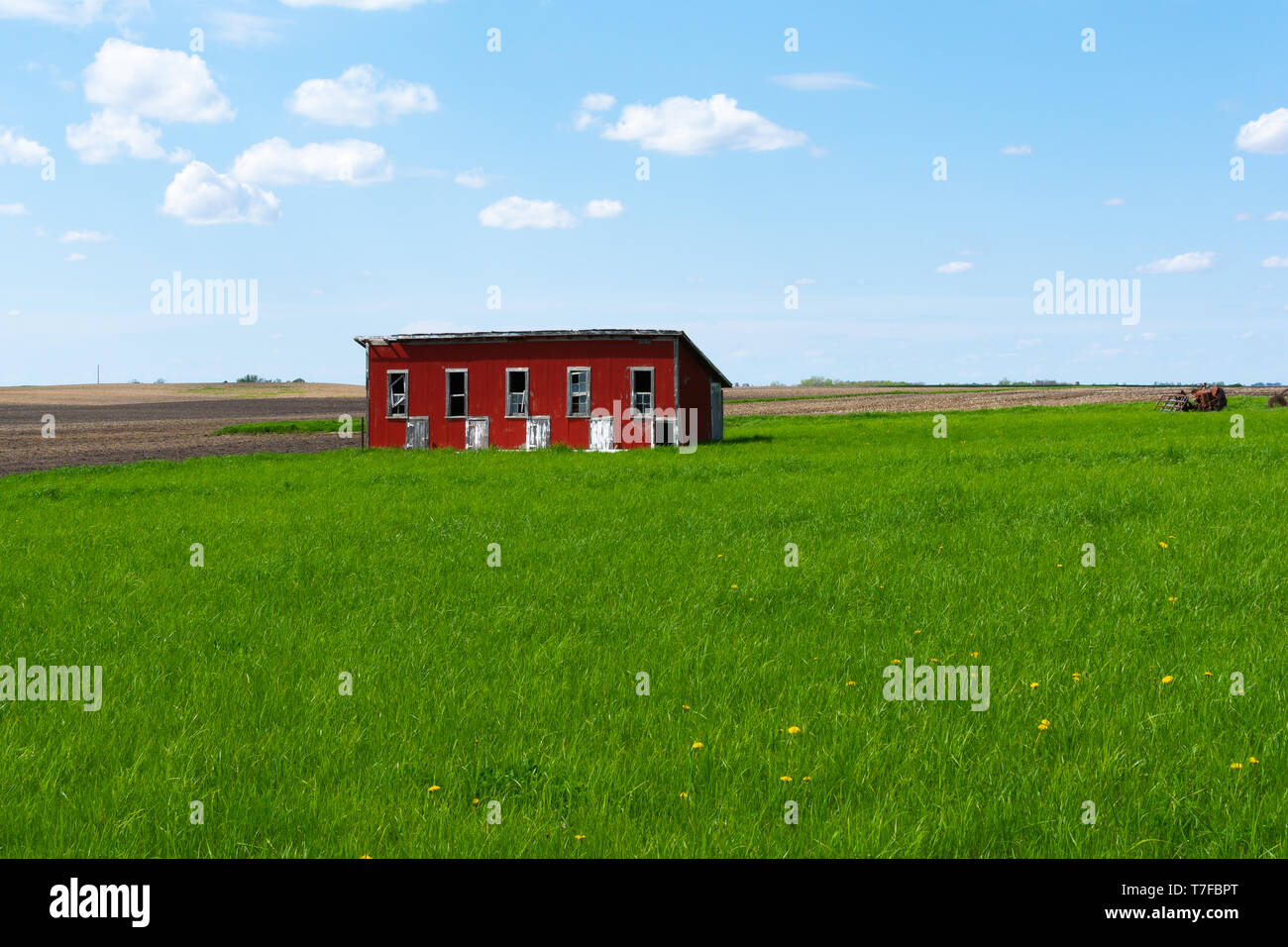 Wooden red farm building in open grass field on a Spring afternoon ...