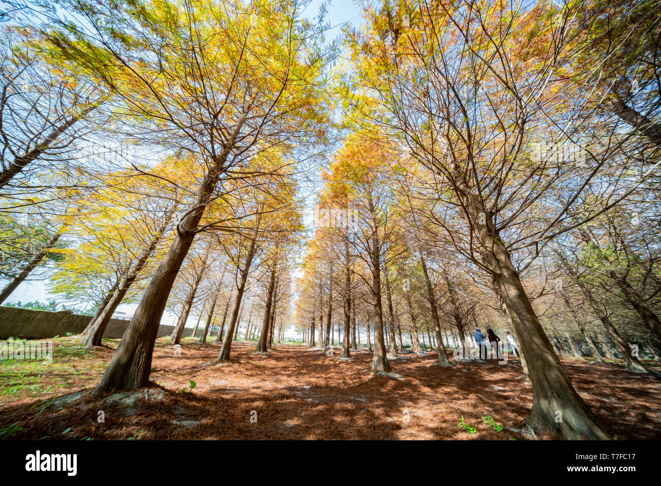 Yuanli, Jan 13: Taxodium distichum in fall color with red with orange ...