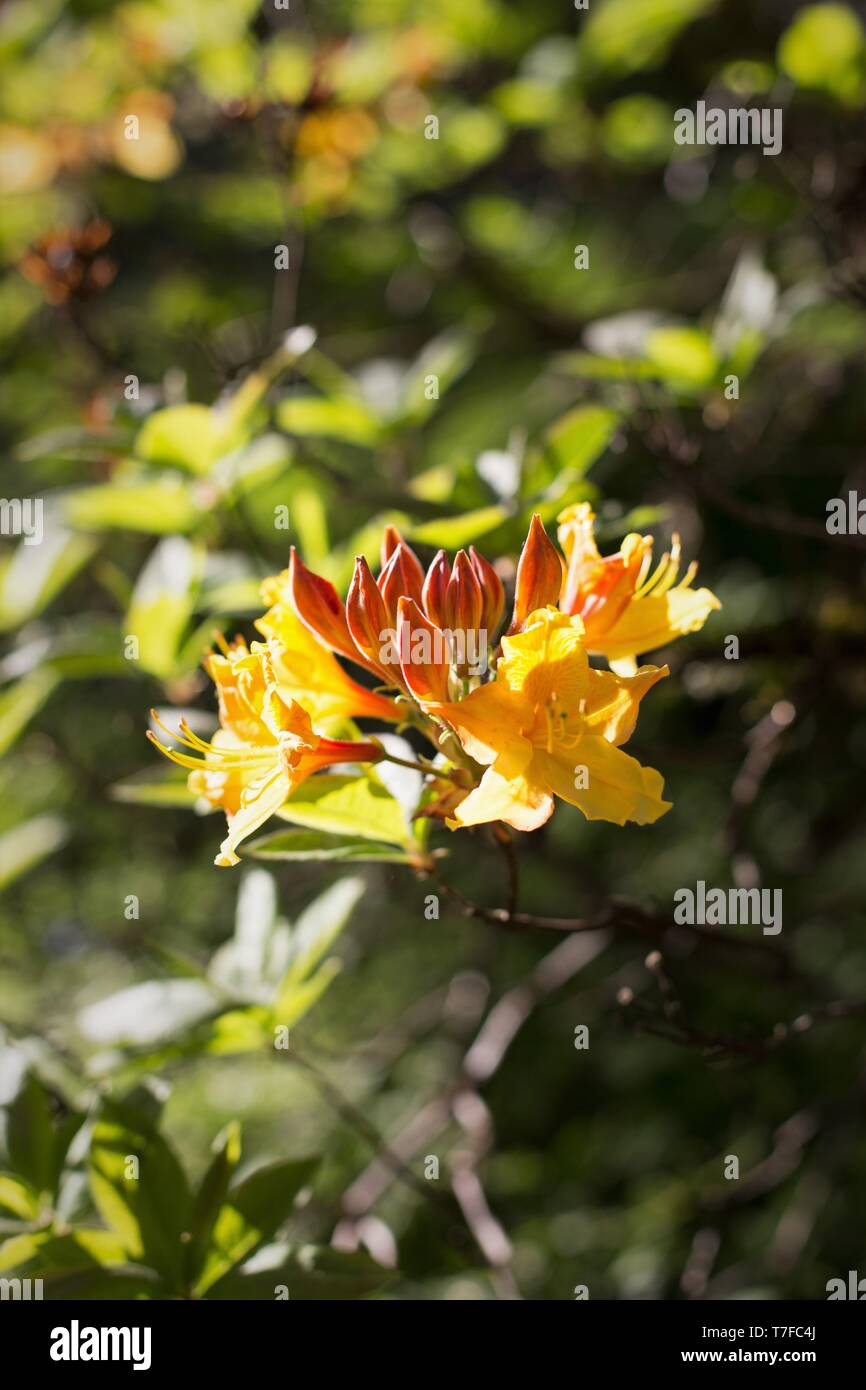 Orange and yellow colored rhododendron growing in the rhododendron ...