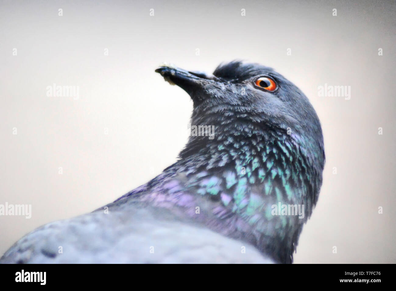 Pigeon portrait close up view Stock Photo - Alamy