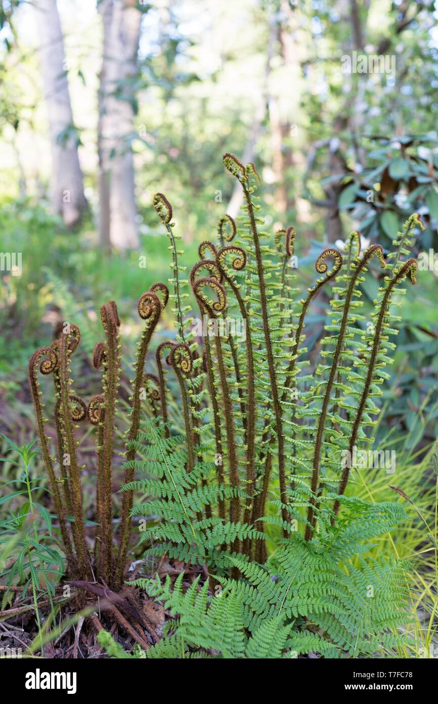 Unfurled ferns at Hendricks park in Eugene, Oregon, USA Stock Photo - Alamy